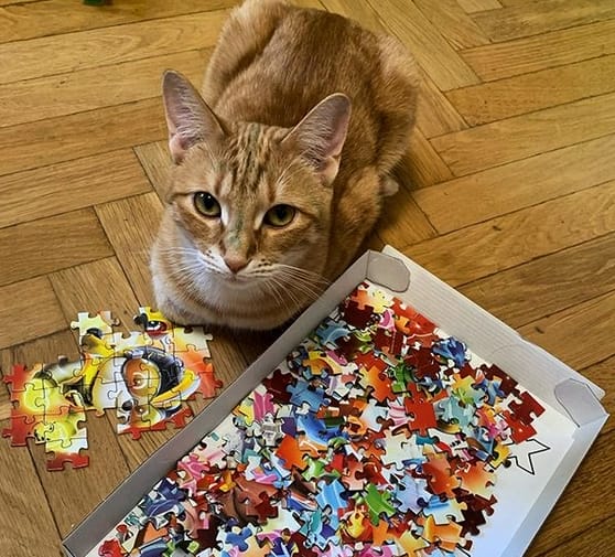 150+ Classic Spanish Female Cat Names