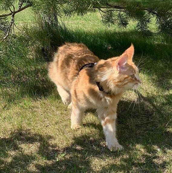 200+ Perfect Gender-Neutral Cat Names