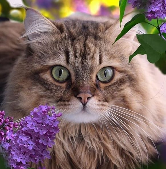 Top 135 Best Fancy Female Cat Names For Your Female Kitten