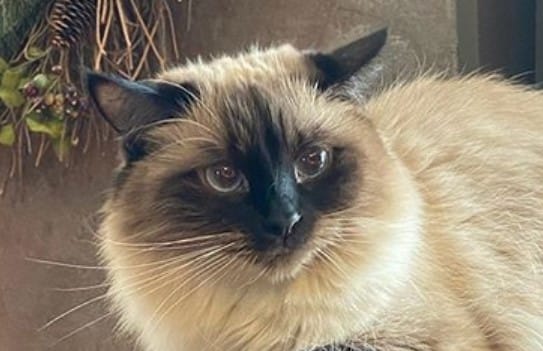 Top 75 Best Female Himalayan Cat Names