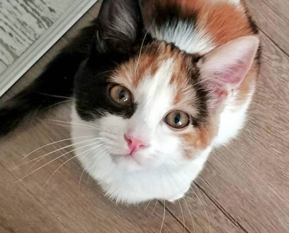 50+ Colorful Cat Name Ideas for Multi-Colored Kittens