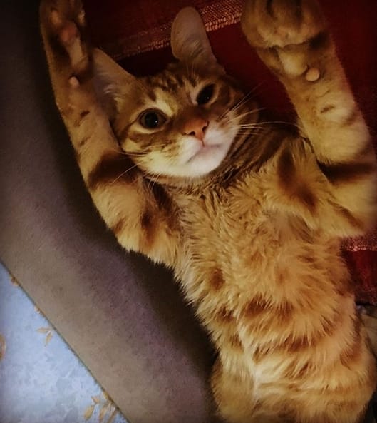 Top 125 Most Popular Small Cat Names That Fits With Your Small Kitten