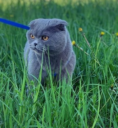 Top 50 Funny Geeky Female Cat Names - PetPress