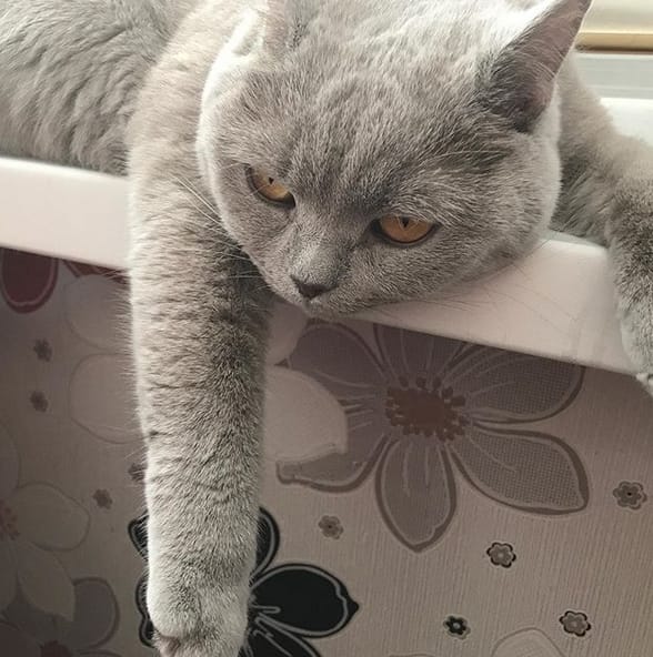 200+ Perfect Gender-Neutral Cat Names