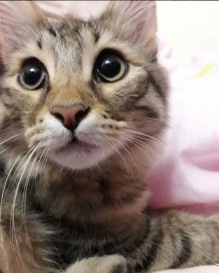 10 Signs That Your Cat Feel Sick - PetPress