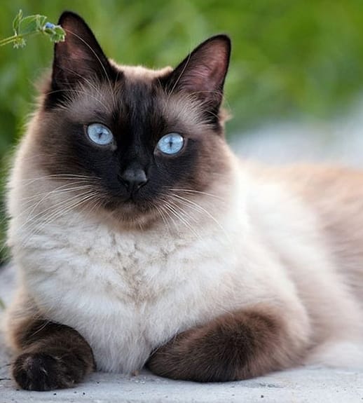 Top 55 Best Female Siamese Cat Names - PetPress