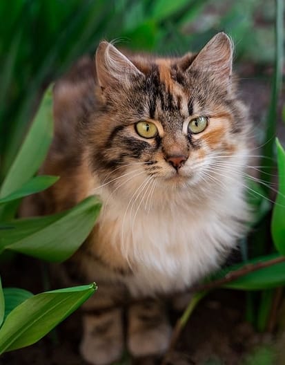 33 Classic Italian Male Cat Names With Meanings