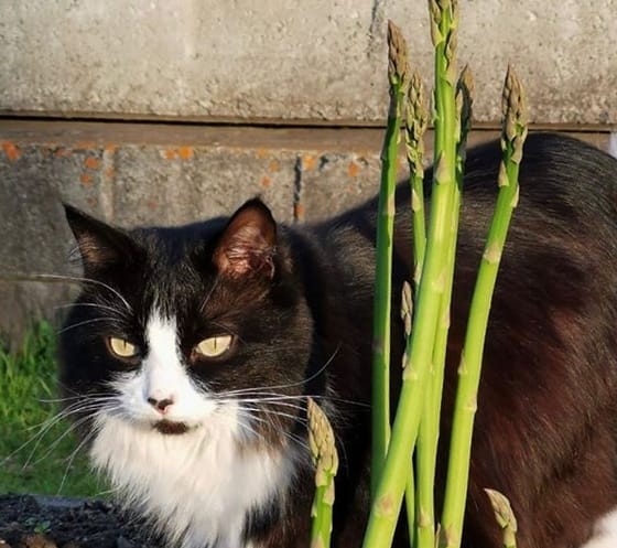 200+ Perfect Gender-Neutral Cat Names