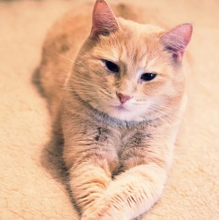 35 Awesome Creamy Cat Names - PetPress