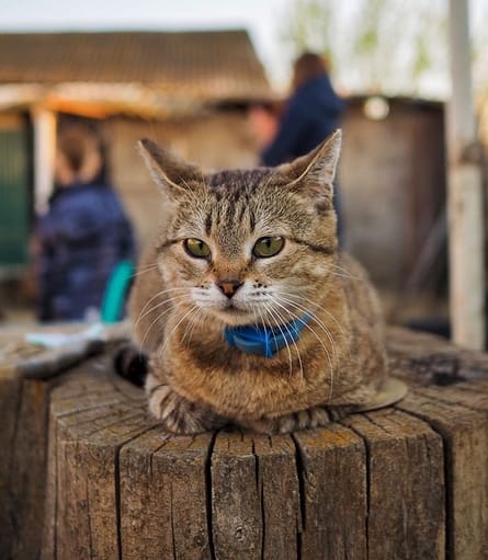 100+ Best Country Cat Names - PetPress