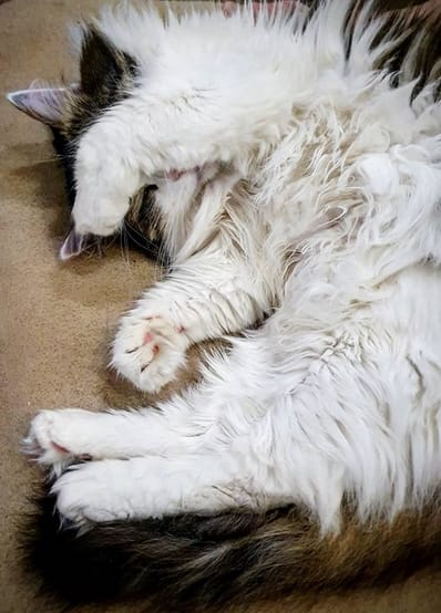 10 Signs That Your Cat Feel Sick - PetPress