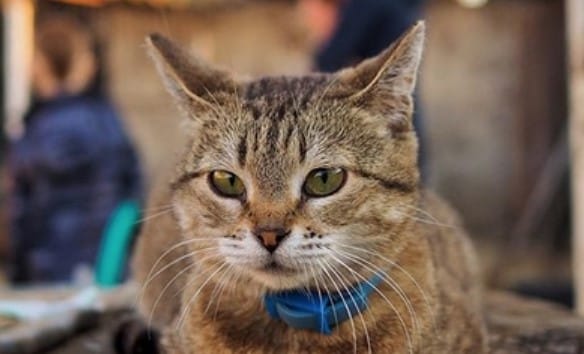 100+ Best Country Cat Names - PetPress