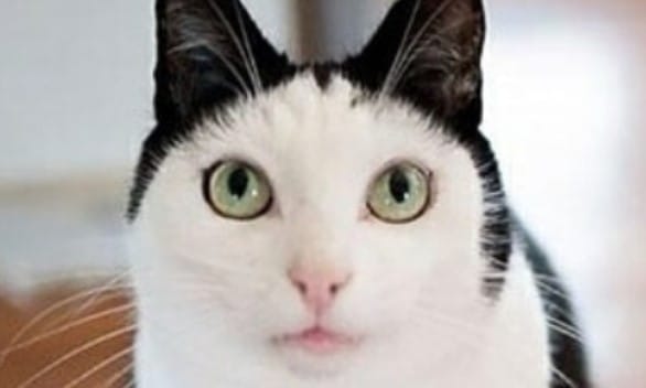 50+ Great Male Cat Names Starting with “T” - PetPress