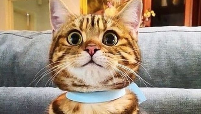 111 Classic Japanese Male Cat Names With Meanings