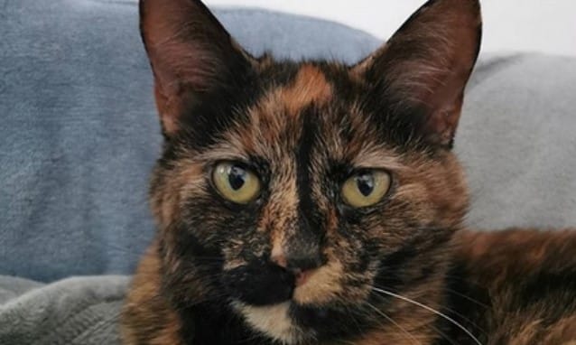 Top 100 Best Tortoises Cat Names - PetPress