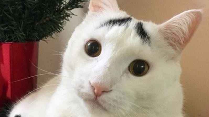 Fluffy Stars: 10 Most Unusual Cats On The Instagram - PetPress