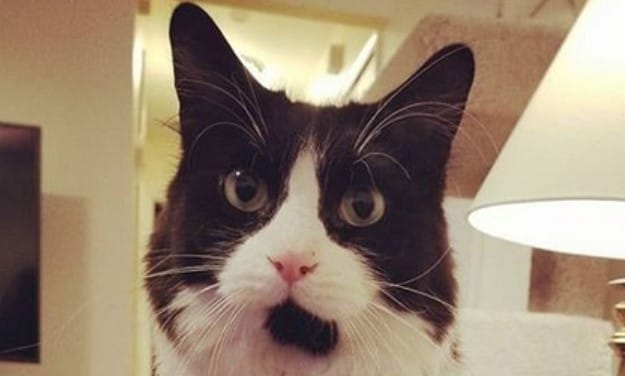 50 Coolest Rapper Male Cat Names For Your Cute Male Kitten