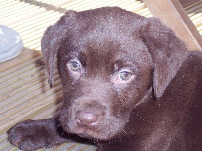 Chocolate Lab Dog Names: 320 Best Names for Brown Labradors - PetPress