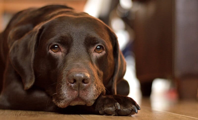 Top 120 Chocolate Brown Dog Names - PetPress