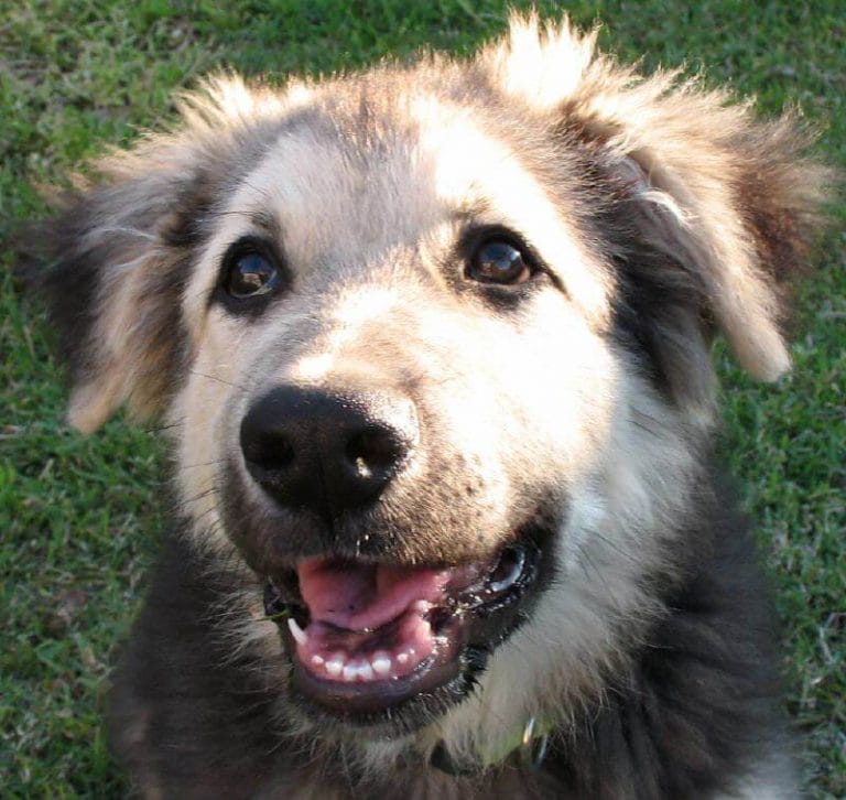 Top 120 Chubby Dog Names - PetPress