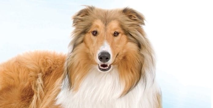 15 Books About Collies (Part 1) - PetPress
