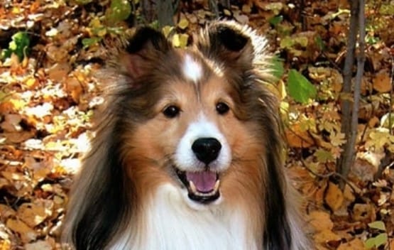 35+ Southern Female Dog Name Ideas - PetPress