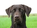 Chocolate Lab Dog Names: 320 Best Names for Brown Labradors - PetPress