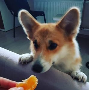 15 Things Only Corgi Owners Will Understand Petpress