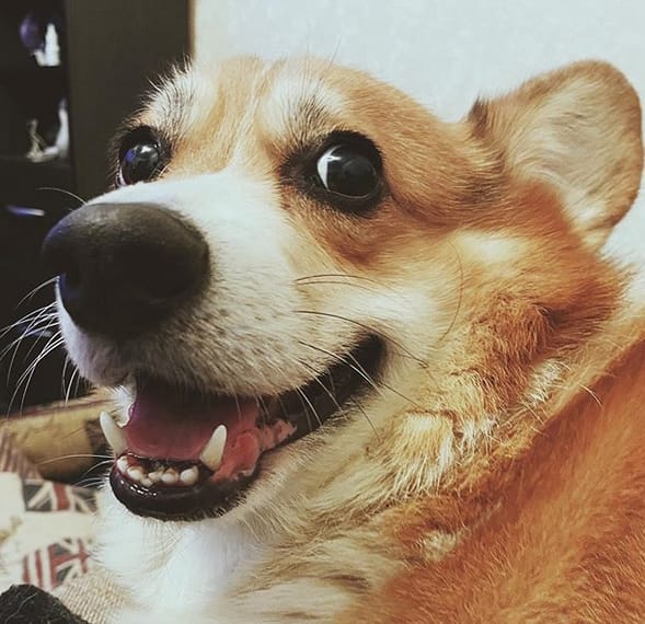 15 Things Only Corgi Owners Will Understand Petpress