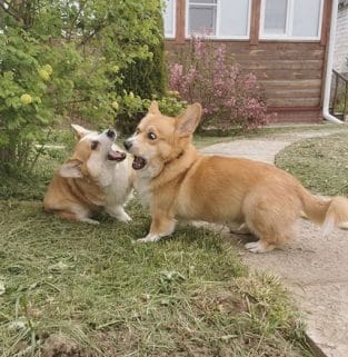 15 Things Only Corgi Owners Will Understand Page 4 Of 5 Petpress