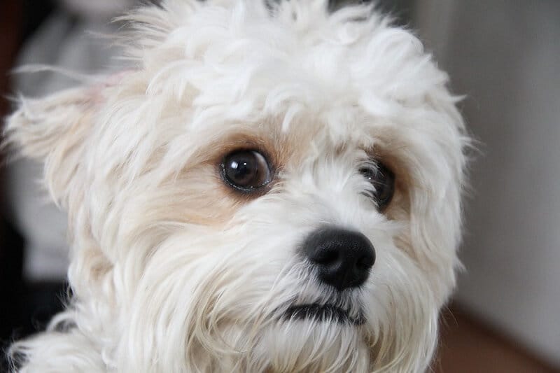 Top 225 Cuddly Dog Names - PetPress