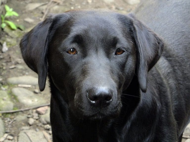 500 Black Lab Names - Popular Male and Female Names - PetPress