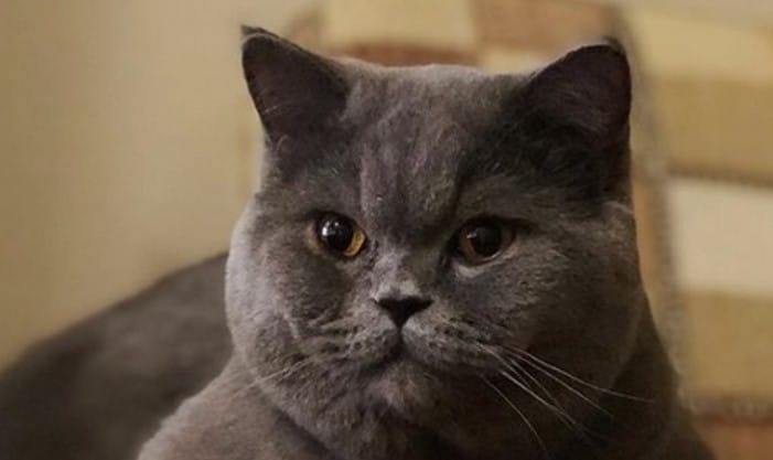 100+ Awesome British Cat Names For Male And Female Kitten