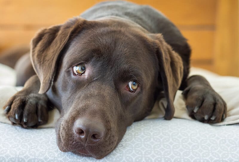 Chocolate Lab Dog Names: 320 Best Names for Brown Labradors - PetPress