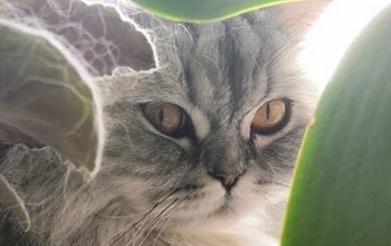 Top 90 Tough Female Cat Names For Your Strong Female Kitten