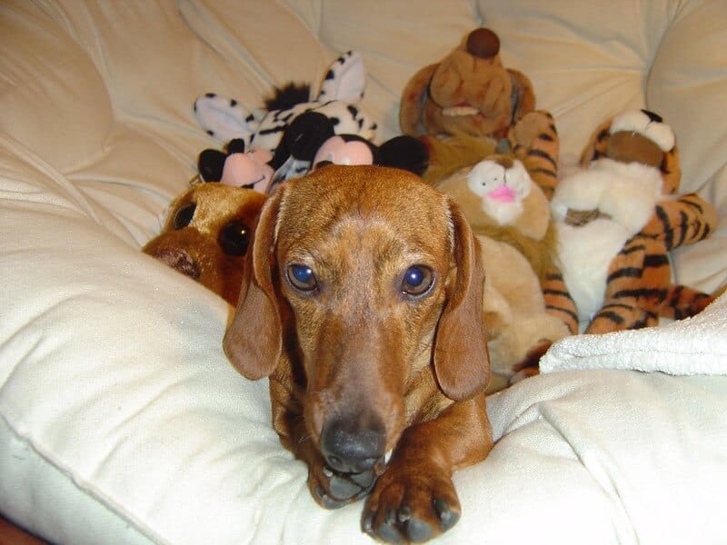 250 Popular Punjabi Dog Names and Their Meanings - PetPress