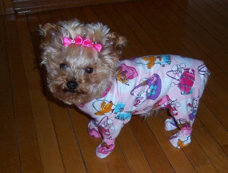 Yorkie Dog Names – 330 Adorable Yorkshire Terrier Name Ideas - PetPress