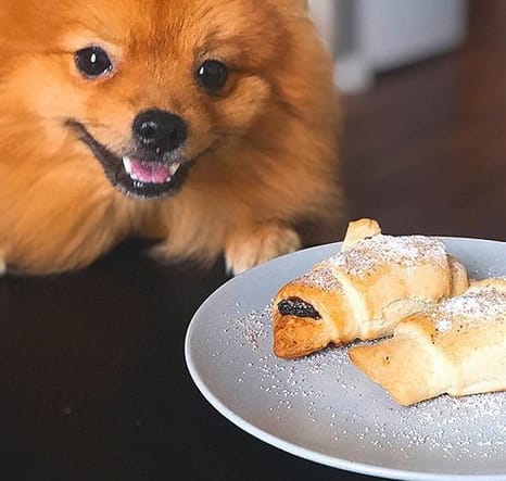 35+ Southern Female Dog Name Ideas - PetPress