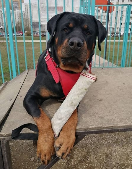 100+ Tough And Aggressive Male Rottweiler Dog Names