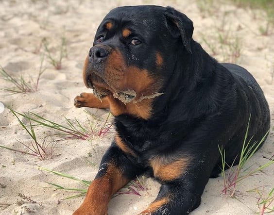 100+ Tough And Aggressive Male Rottweiler Dog Names