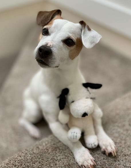 Top 150+ Best Jack Russell Terrier Dog Names - PetPress