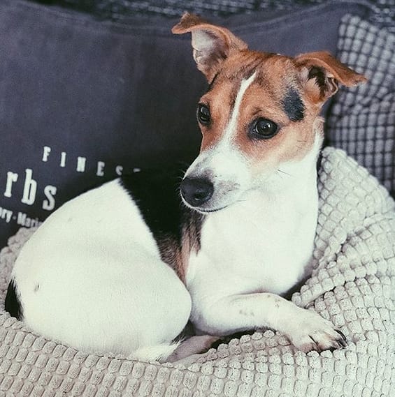 Top 150+ Best Jack Russell Terrier Dog Names - PetPress