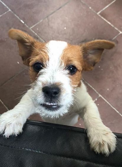 Top 150+ Best Jack Russell Terrier Dog Names - PetPress