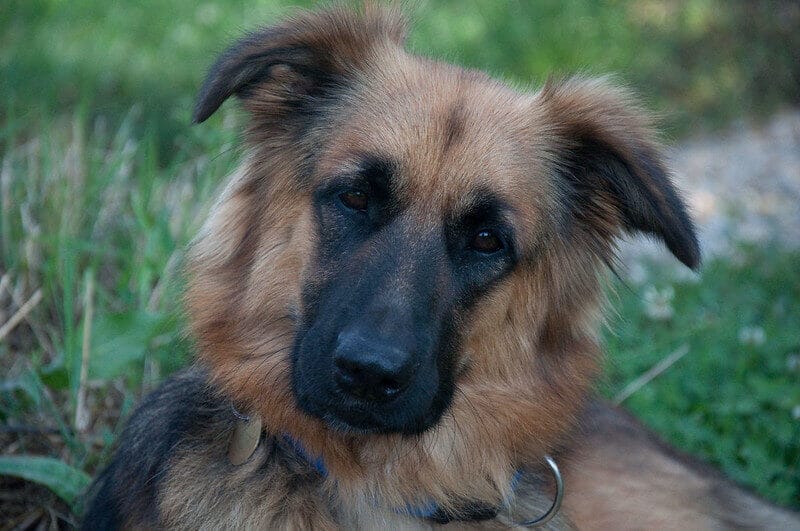 140 Italian Food Names for Dogs That Are Delicious