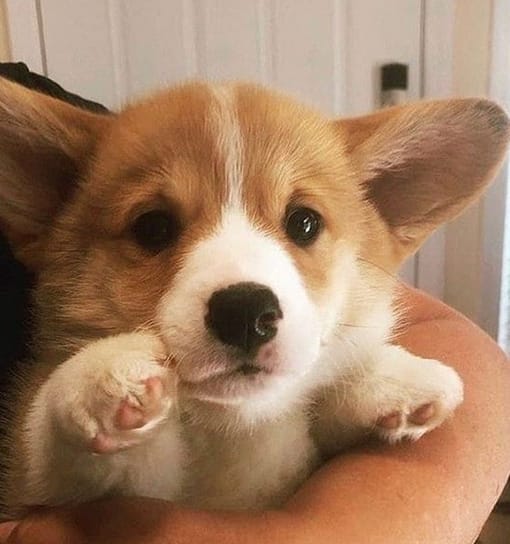 65+ Southern Male Dog Name Ideas - PetPress