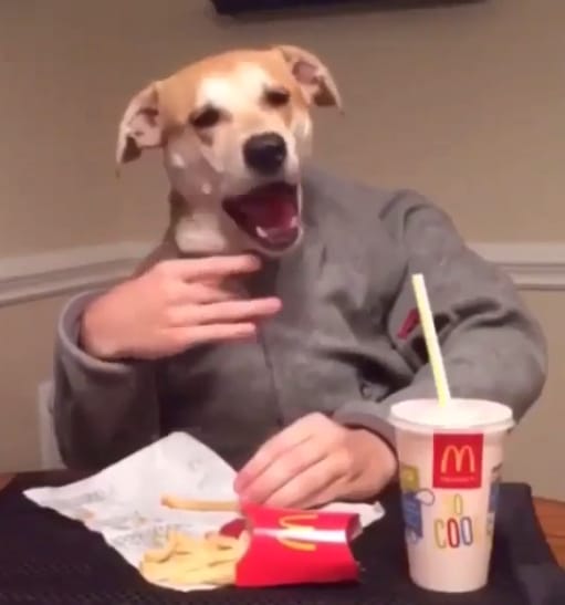 14 Hilarious Pictures Explaining Why Dogs With Hands Become So Popular ...