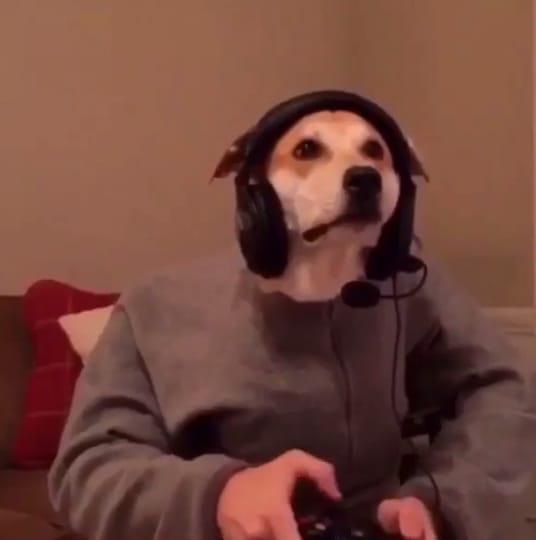 14 Hilarious Pictures Explaining Why Dogs With Hands Become So Popular ...