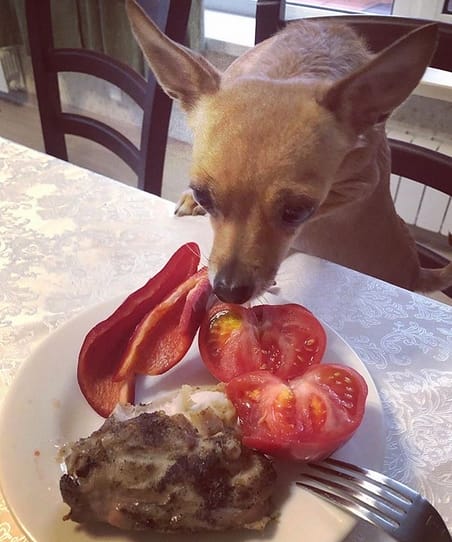 100+ Funny Food-Inspired Dog Names - PetPress