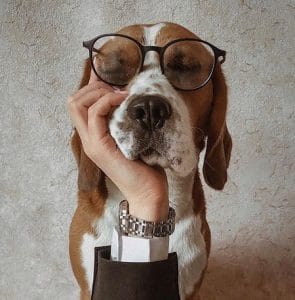 14 Hilarious Pictures Explaining Why Dogs With Hands Become So Popular ...