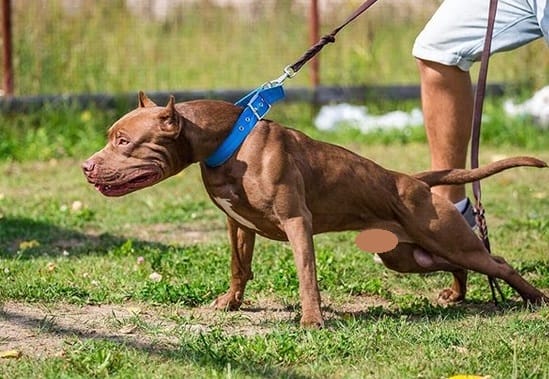 170+ Most Common Male Pit Bull Dog Names - PetPress